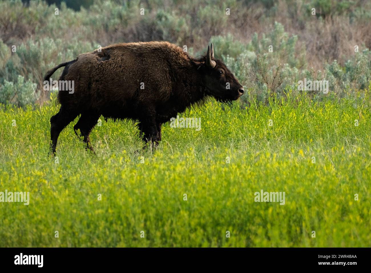 Medora hi-res stock photography and images - Alamy