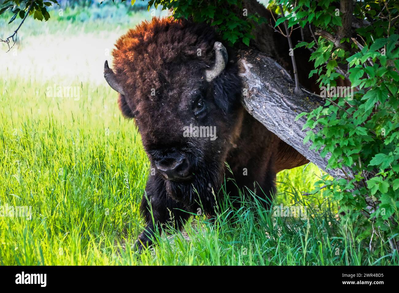 Buffalo (American Bison) rubs against a tree at Theodore Roosevelt ...