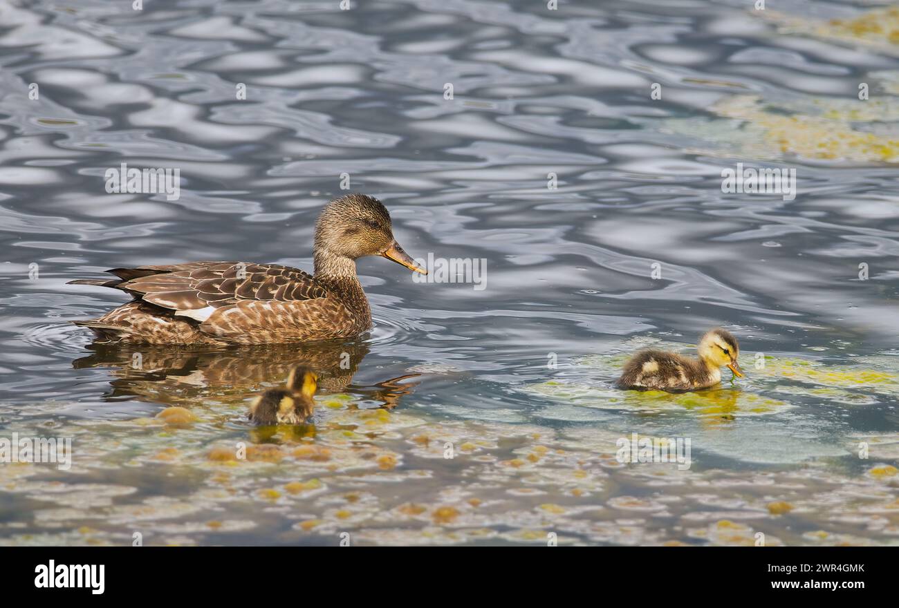 Hen Gadwall
