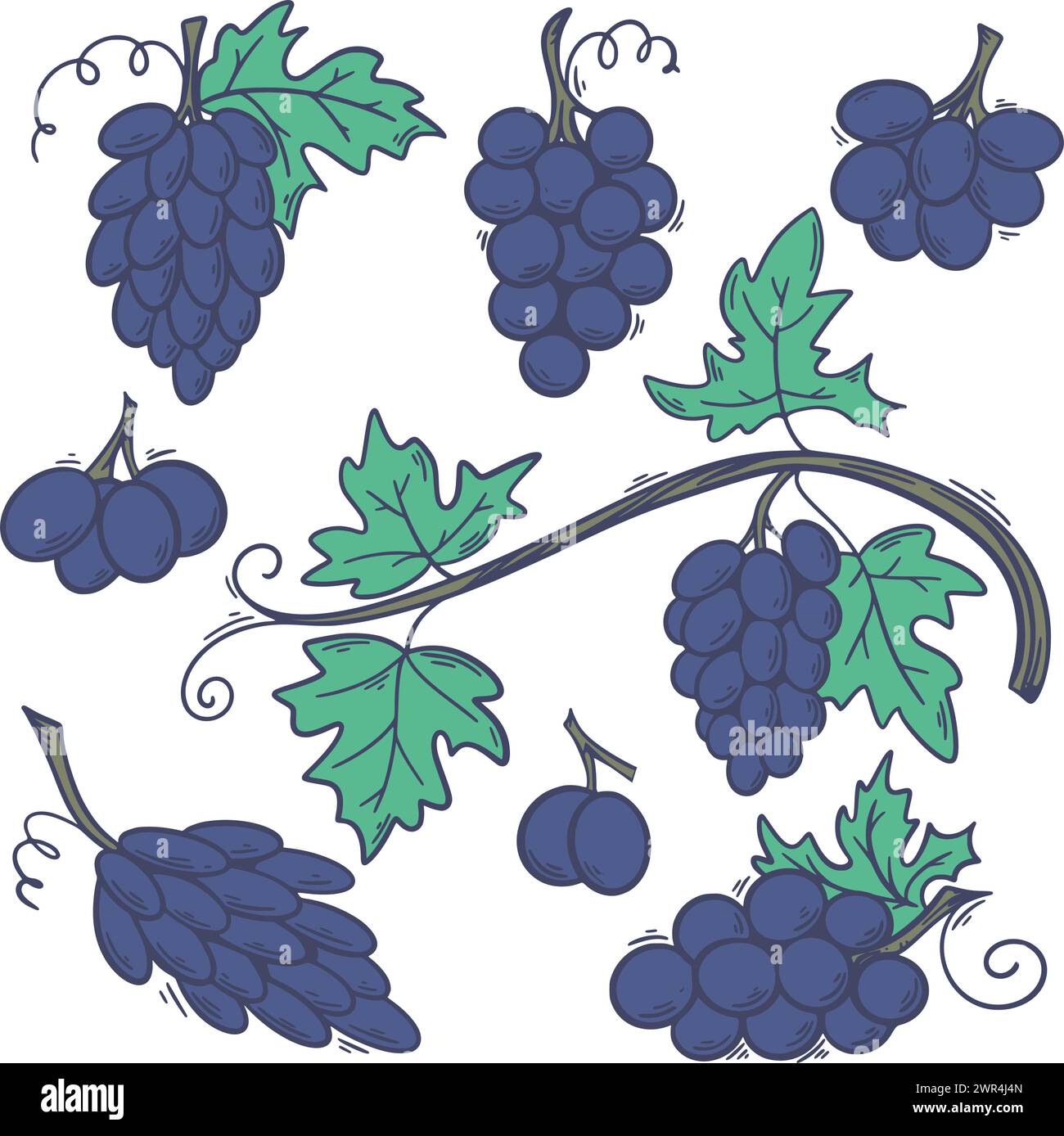 Set of blue ripe grapes illustration Stock Vector Image & Art - Alamy