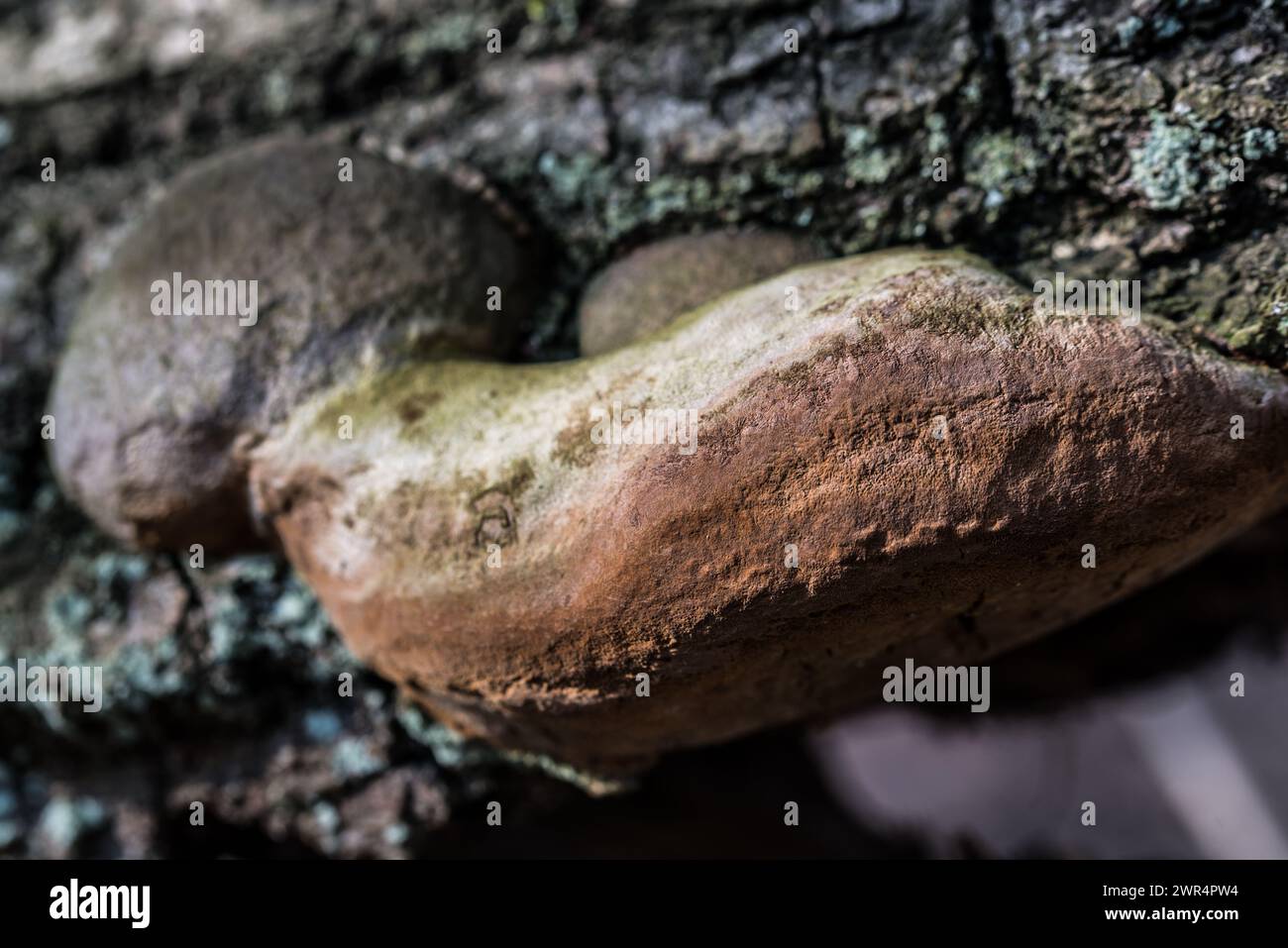 Robust fungal growth hi-res stock photography and images - Alamy
