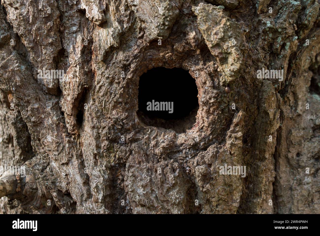 Oak tree trunk hole hi-res stock photography and images - Alamy