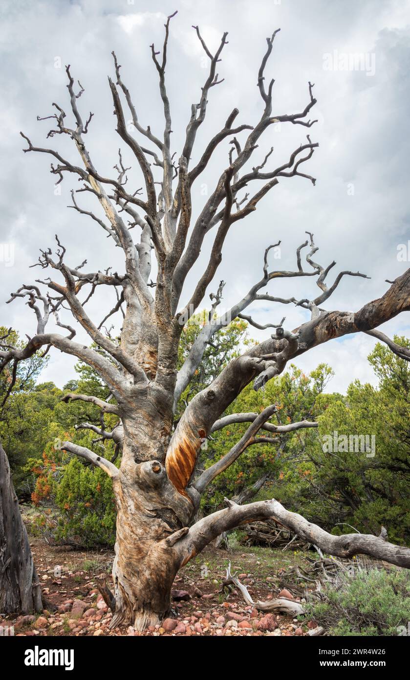 Dinosaur National Monument in Colorado Stock Photo - Alamy