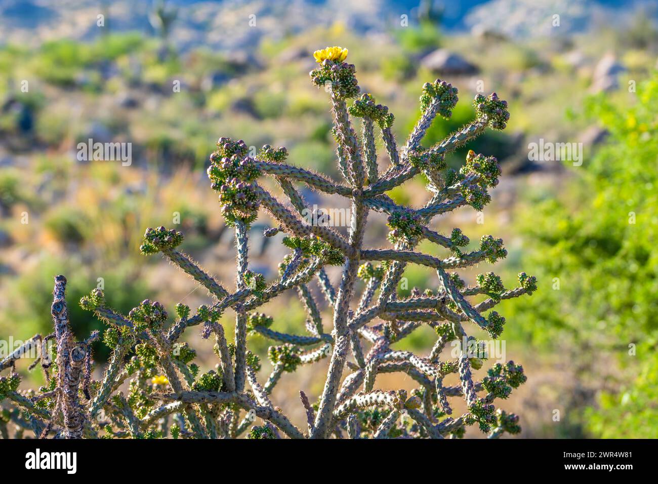 A greeny, spiny plants blooming along the trail of Catalina State Park ...