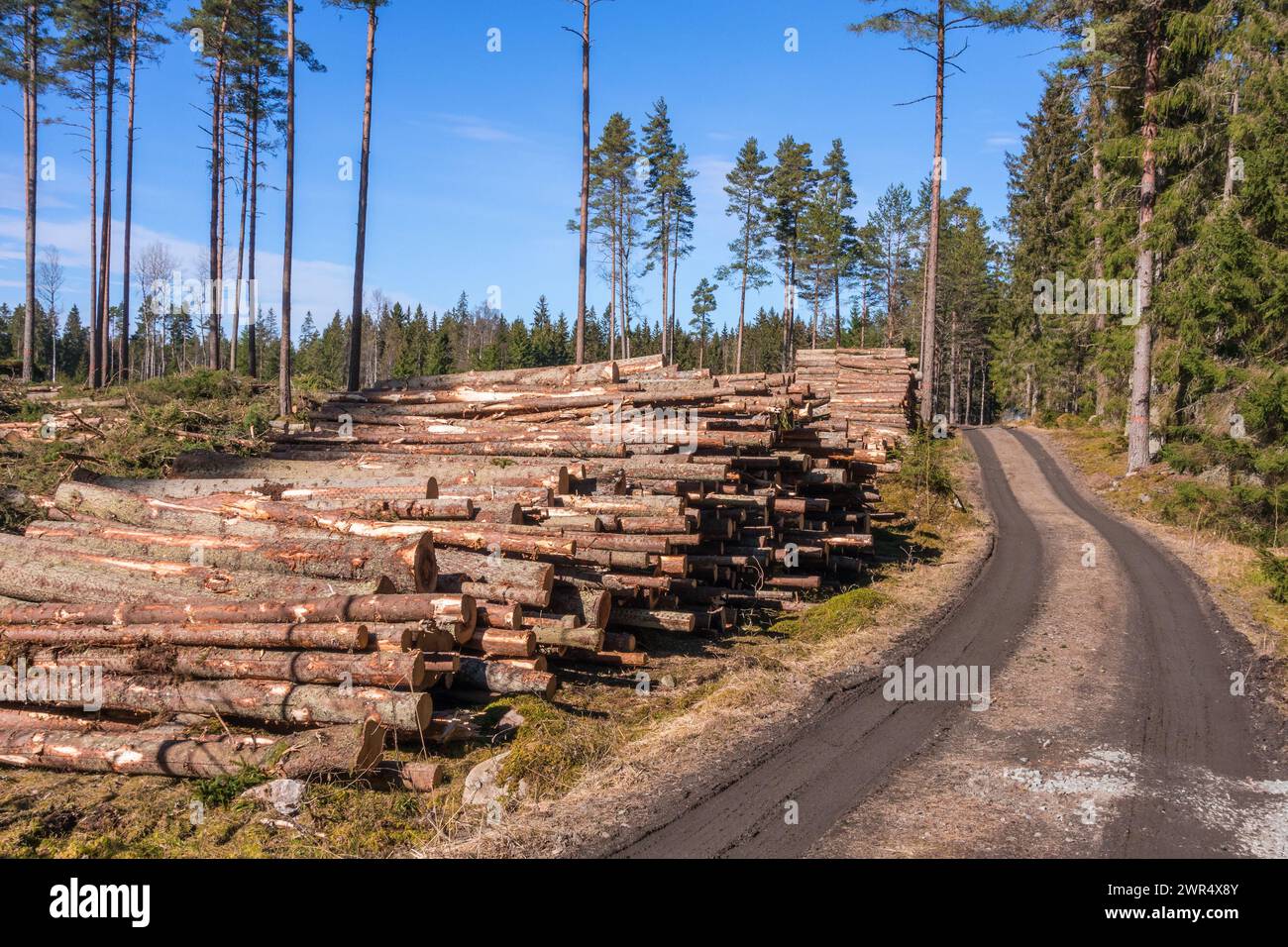 Stacked timber forestry track hi-res stock photography and images - Alamy