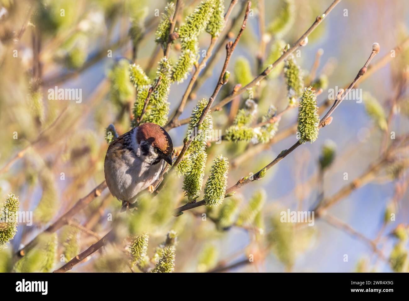 Sparrow sitting on branch spring hi-res stock photography and images ...