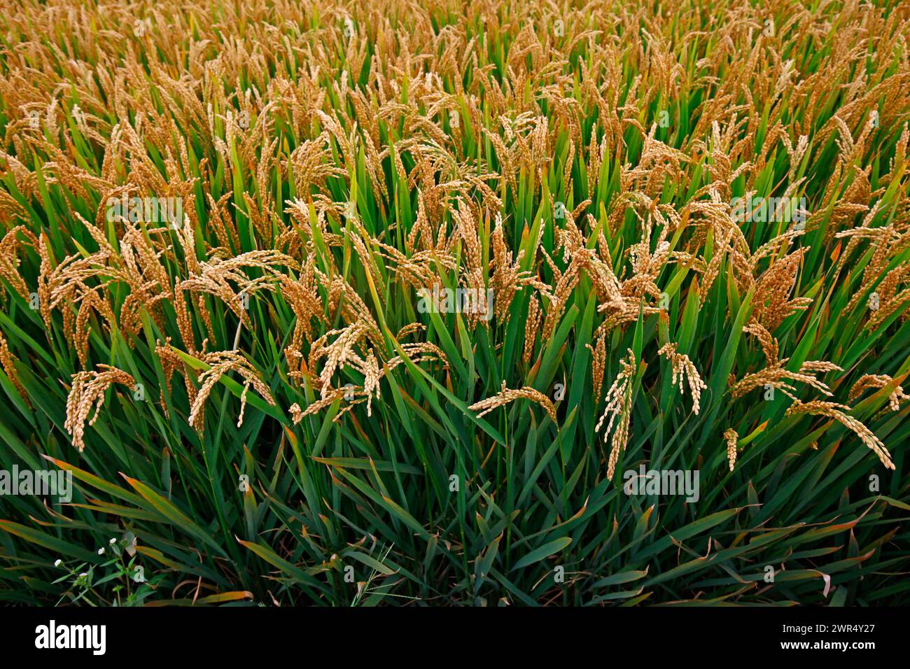 The autumn rice fields Stock Photo - Alamy