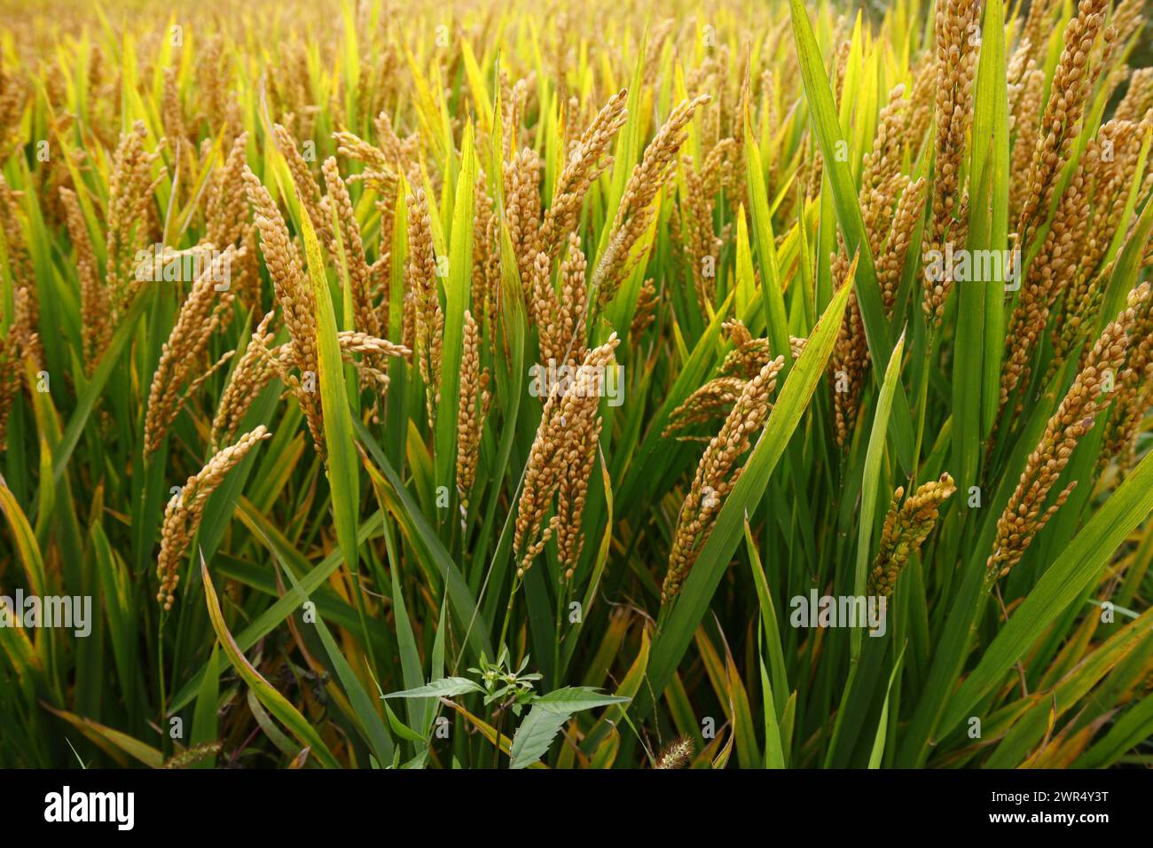 The autumn rice fields Stock Photo - Alamy