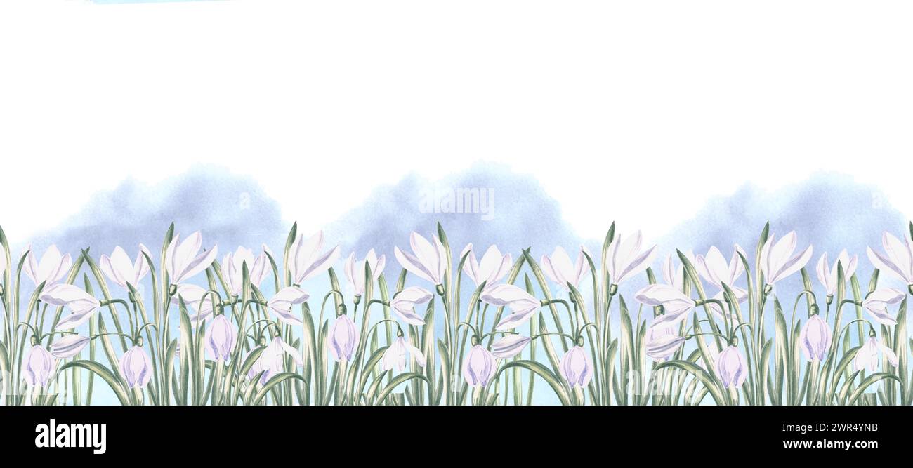 Seamless border of white snowdrops on blue background. Hand drawn ...