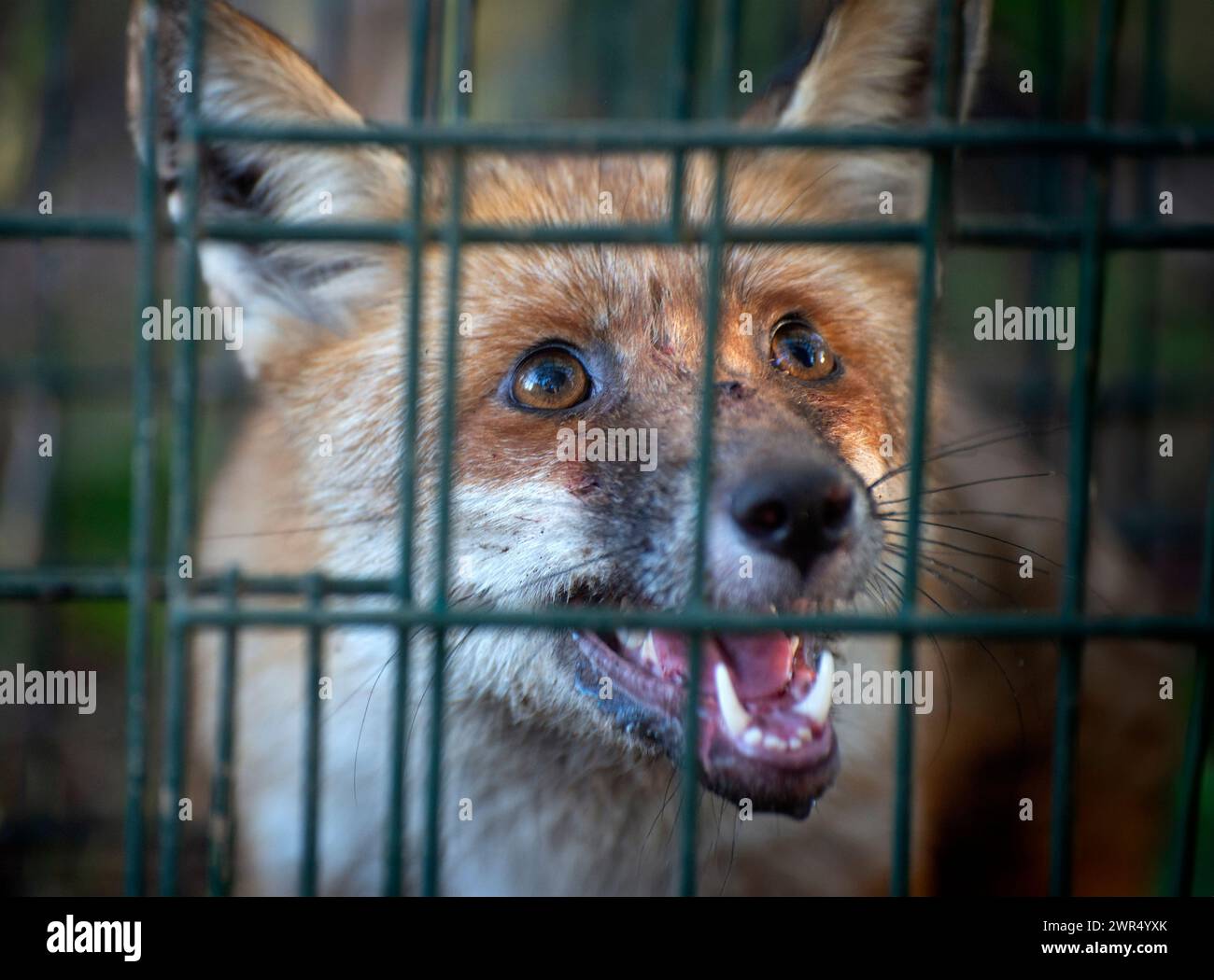 red fox trapped in a cage in a garden Stock Photo - Alamy