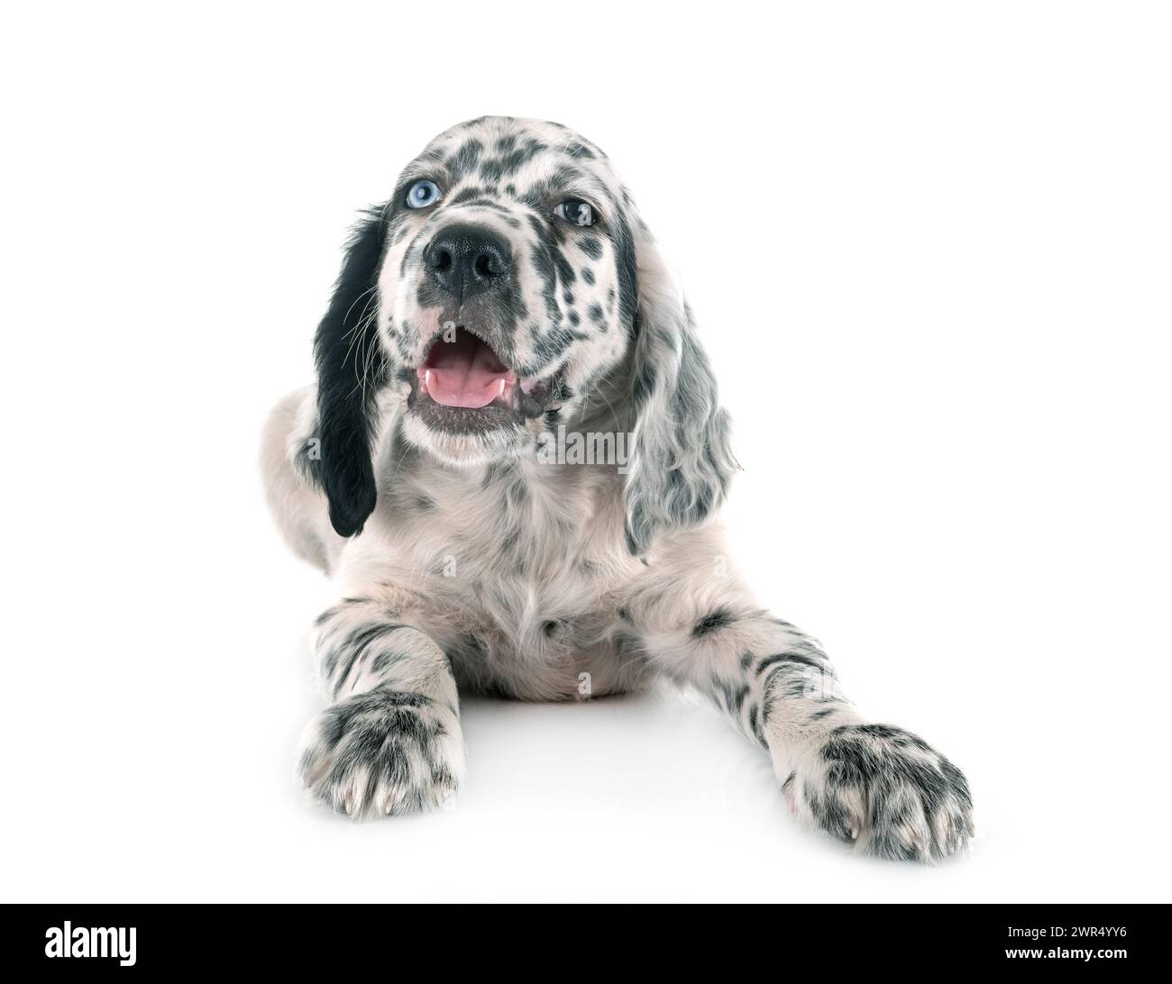 puppy english setter in front of white background Stock Photo - Alamy