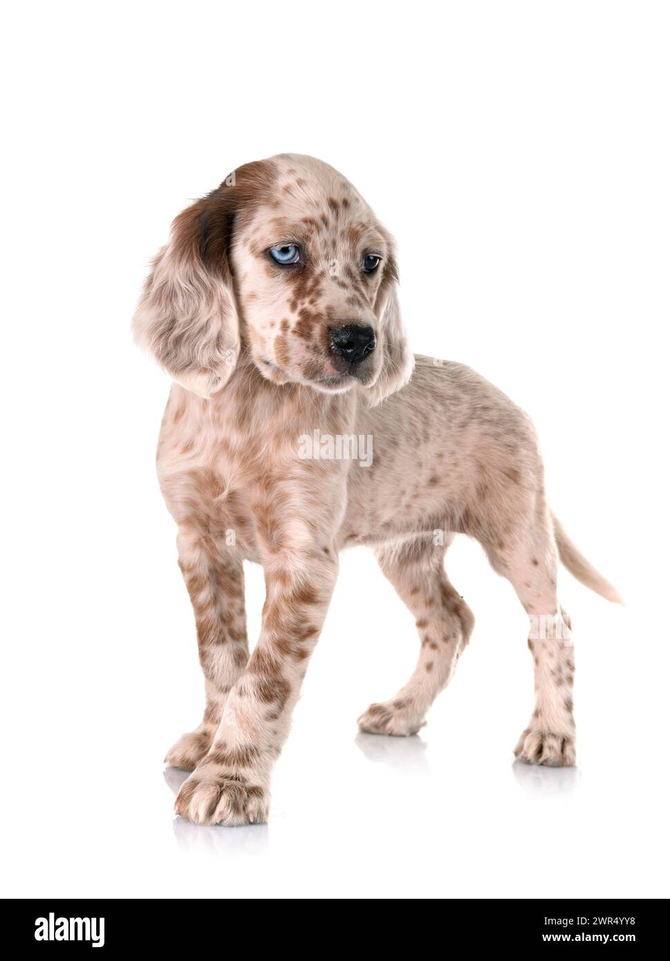 puppy english setter in front of white background Stock Photo - Alamy
