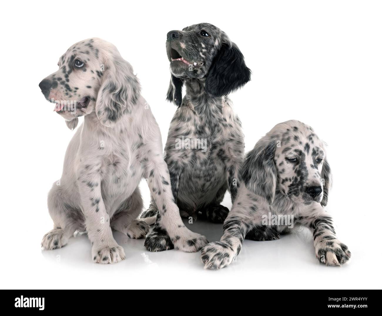 puppies english setter in front of white background Stock Photo - Alamy