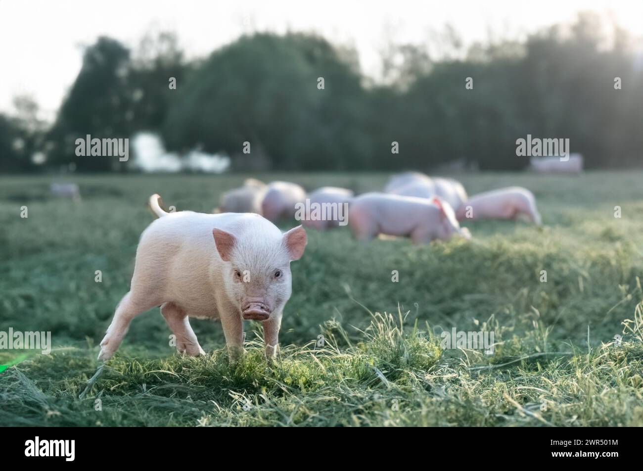 pink miniature pig walking in a field in a farm Stock Photo - Alamy