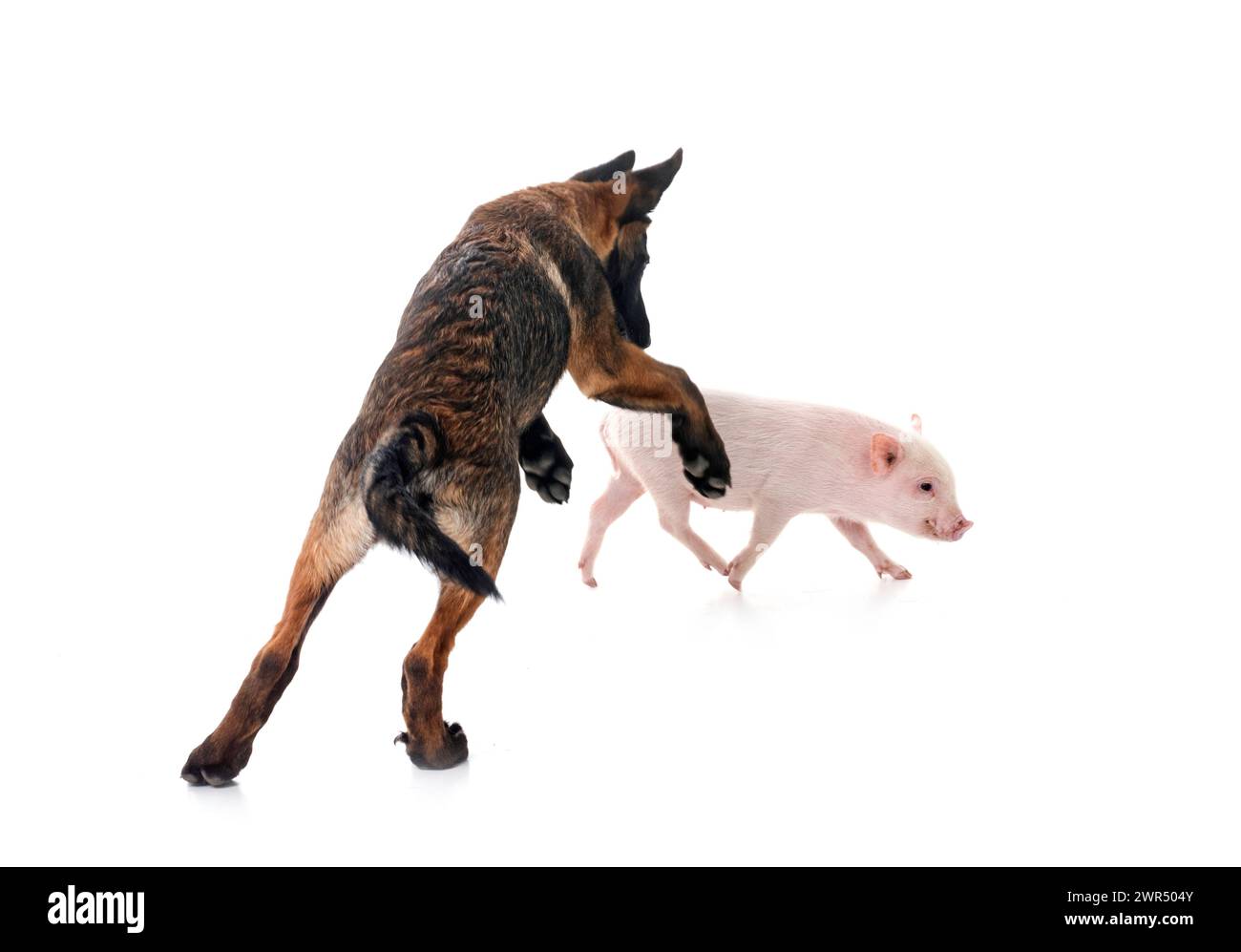 Pig fight Cut Out Stock Images & Pictures - Alamy