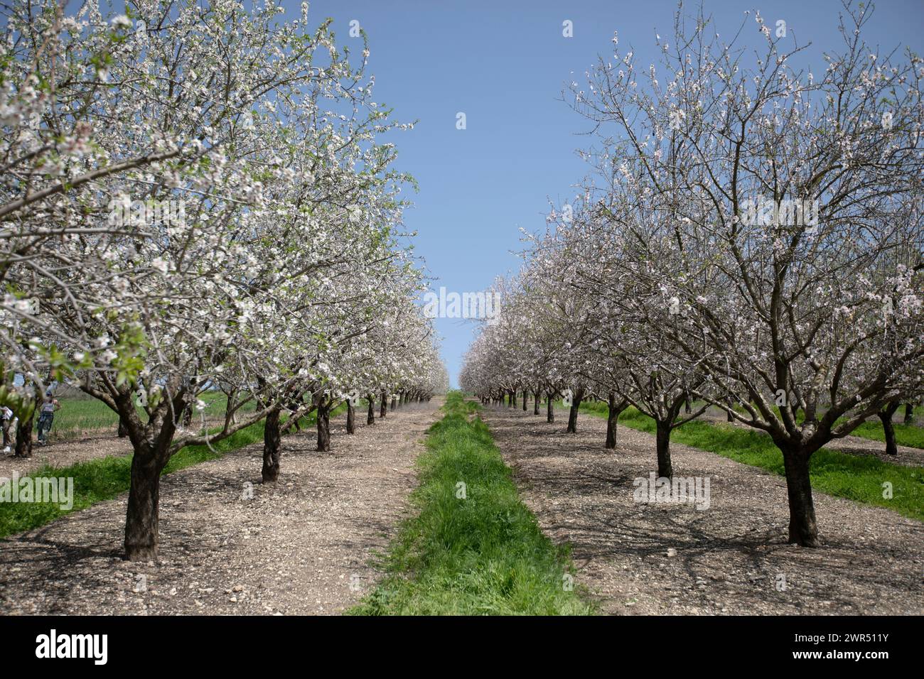 Beutiful Almond tree blossom in spring time of year. white and pink ...