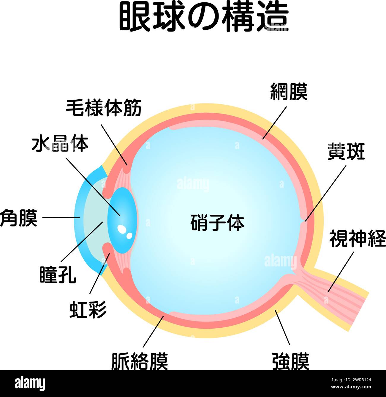 Structure eyeball vector illustration Stock Vector Images - Alamy