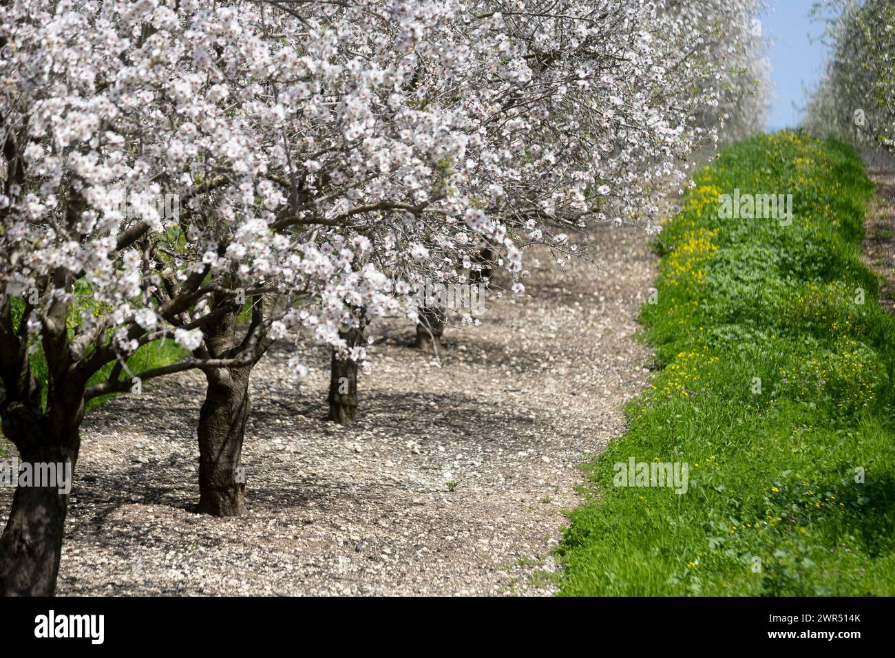 Beutiful Almond tree blossom in spring time of year. white and pink ...