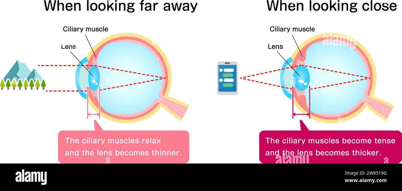 Mechanism of eyeball for looking far and near. Vector illustration ...