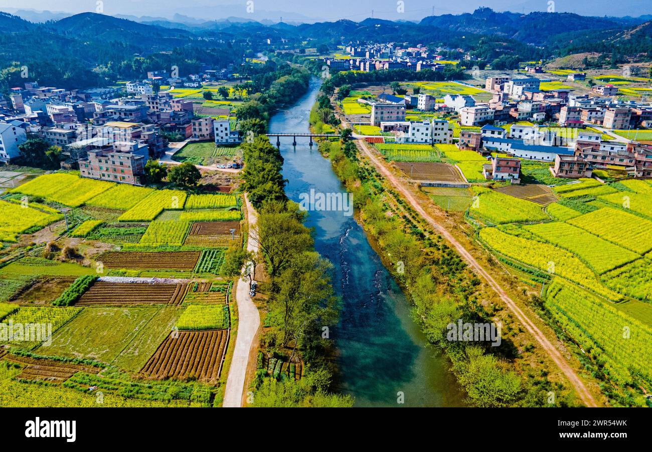 Aerial photo shows the cole flower field in Yudu County, Ganzhou City ...