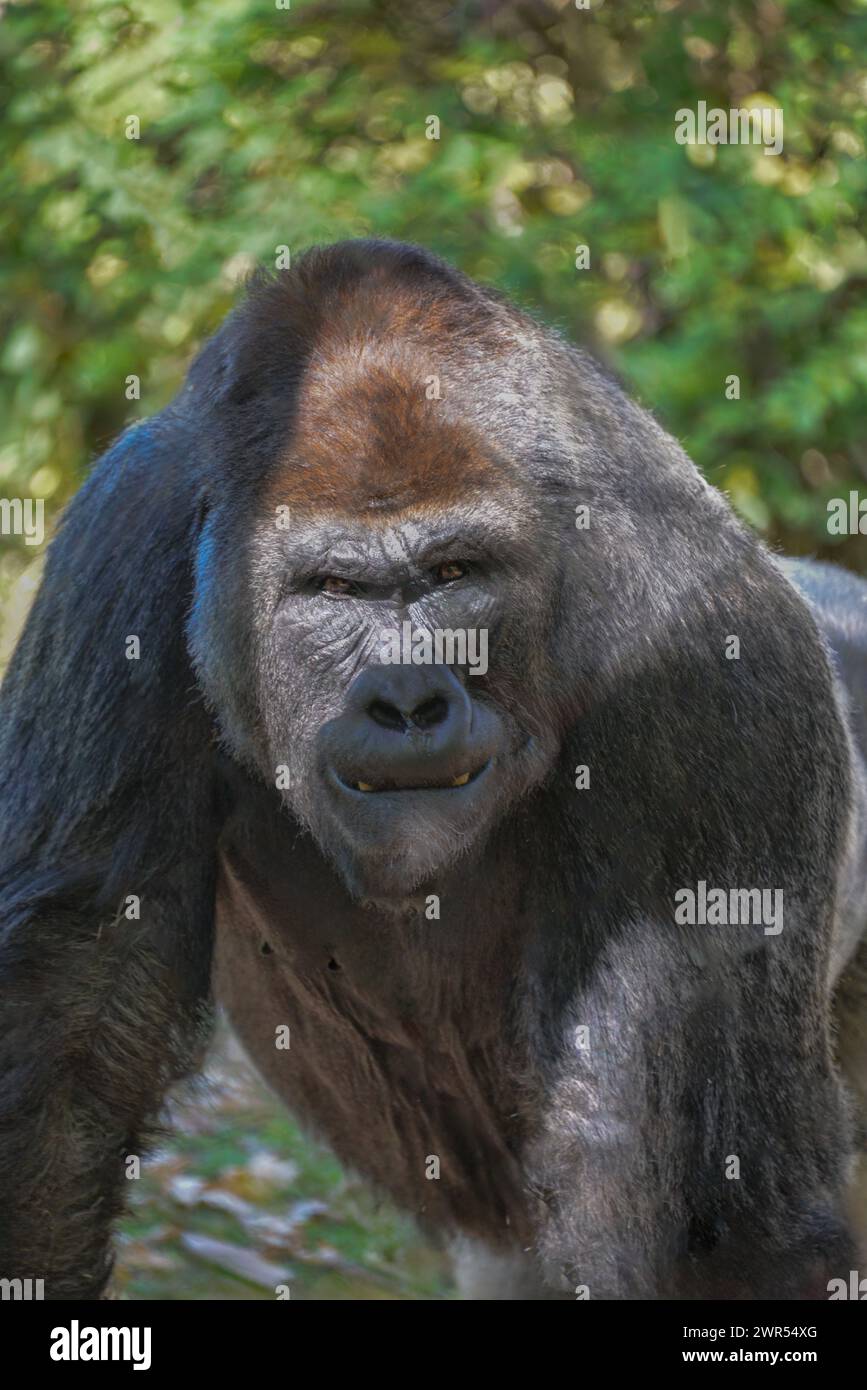 An adorable large Gorilla with hands touching the ground Stock Photo ...