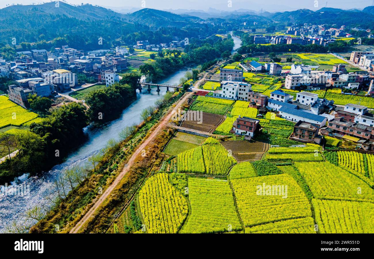 Aerial photo shows the cole flower field in Yudu County, Ganzhou City ...