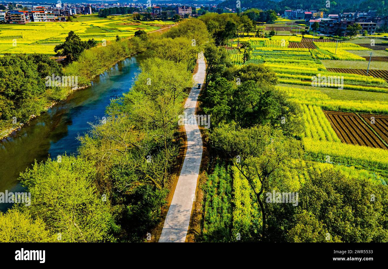 Aerial photo shows the cole flower field in Yudu County, Ganzhou City ...