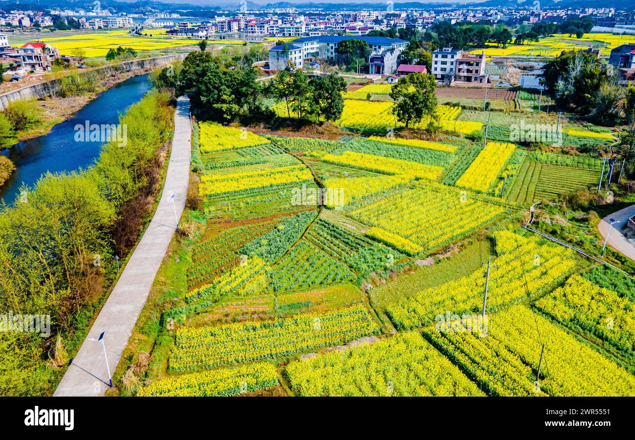 Aerial photo shows the cole flower field in Yudu County, Ganzhou City ...