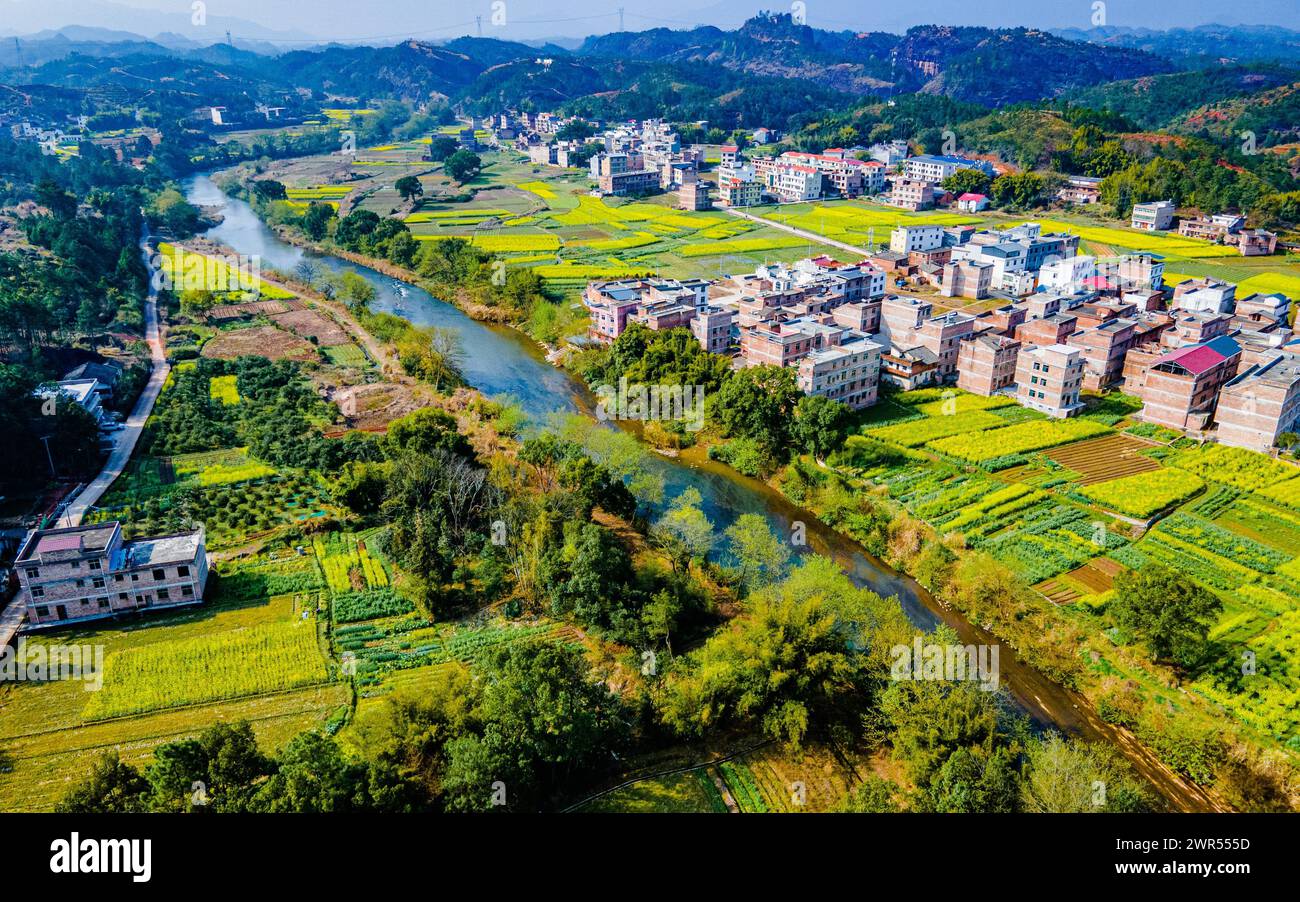 Aerial photo shows the cole flower field in Yudu County, Ganzhou City ...