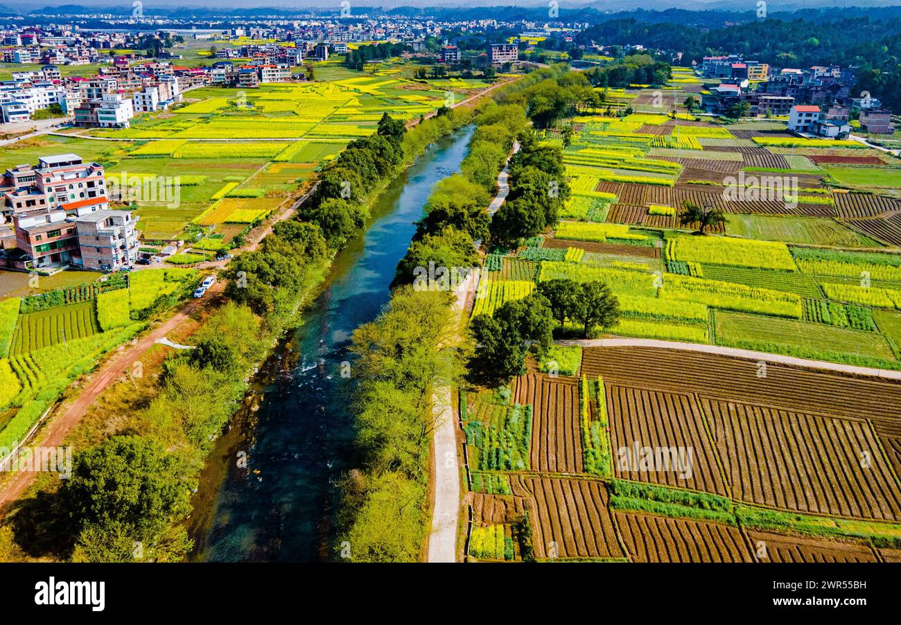 Aerial photo shows the cole flower field in Yudu County, Ganzhou City ...