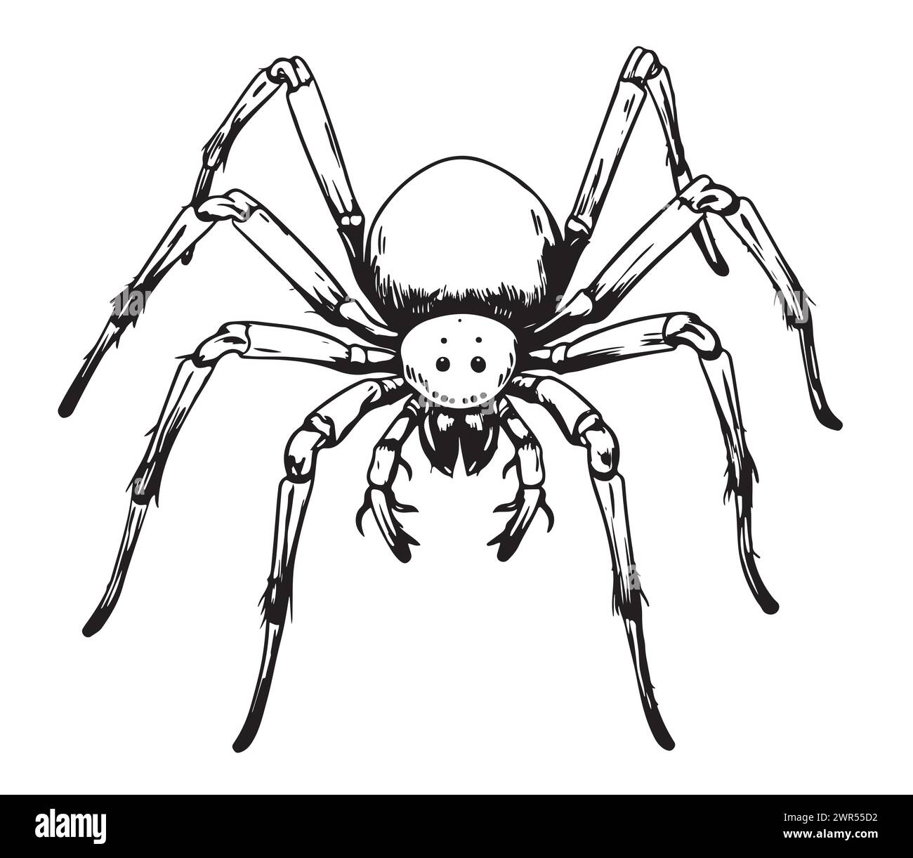 Giant House Spider hand drawing vector isolated on white background ...