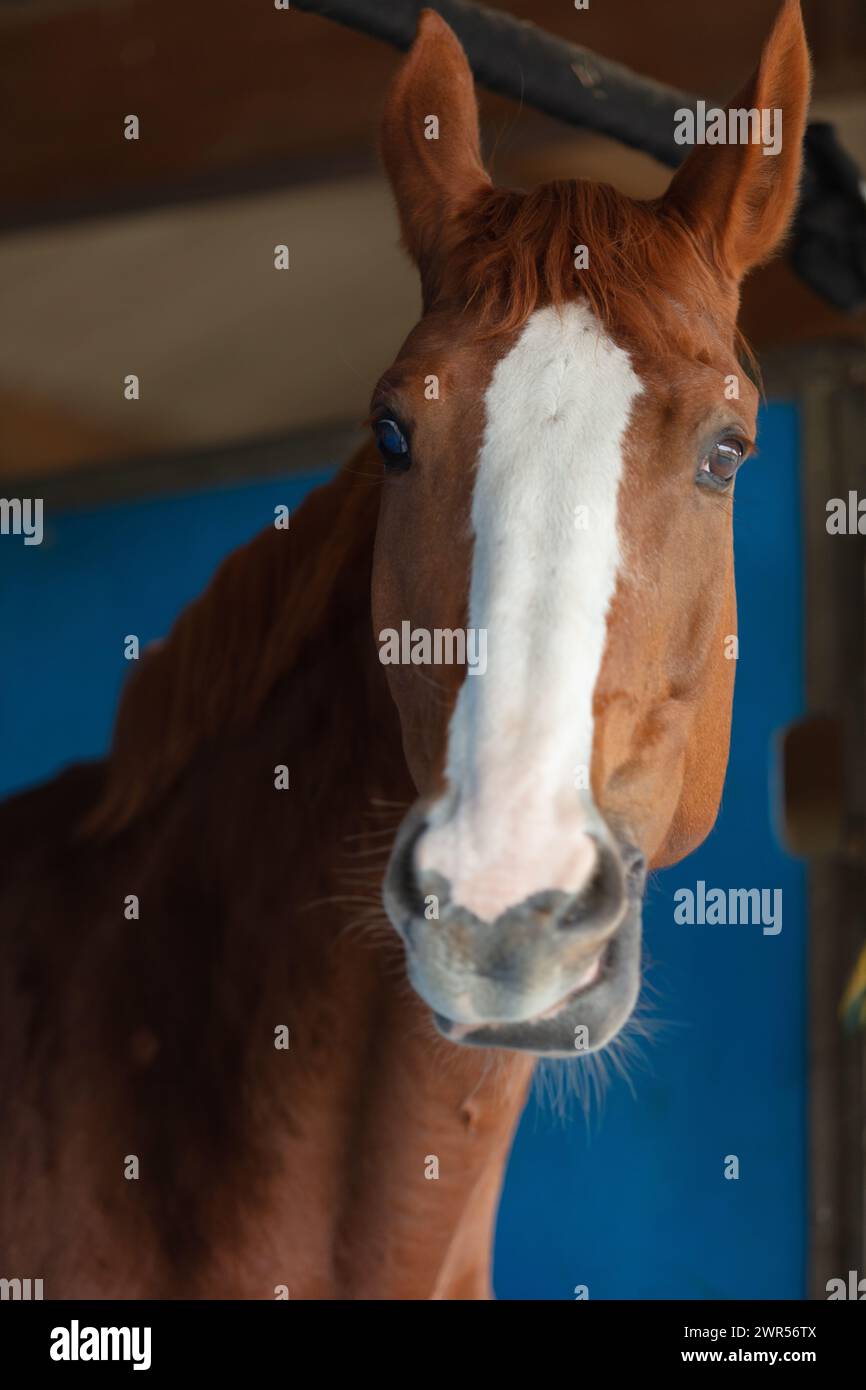 Emotional portrait beautiful little hi-res stock photography and images ...