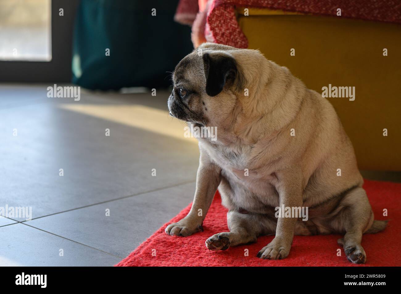 Senior old pug sitting on a rug at home Stock Photo - Alamy