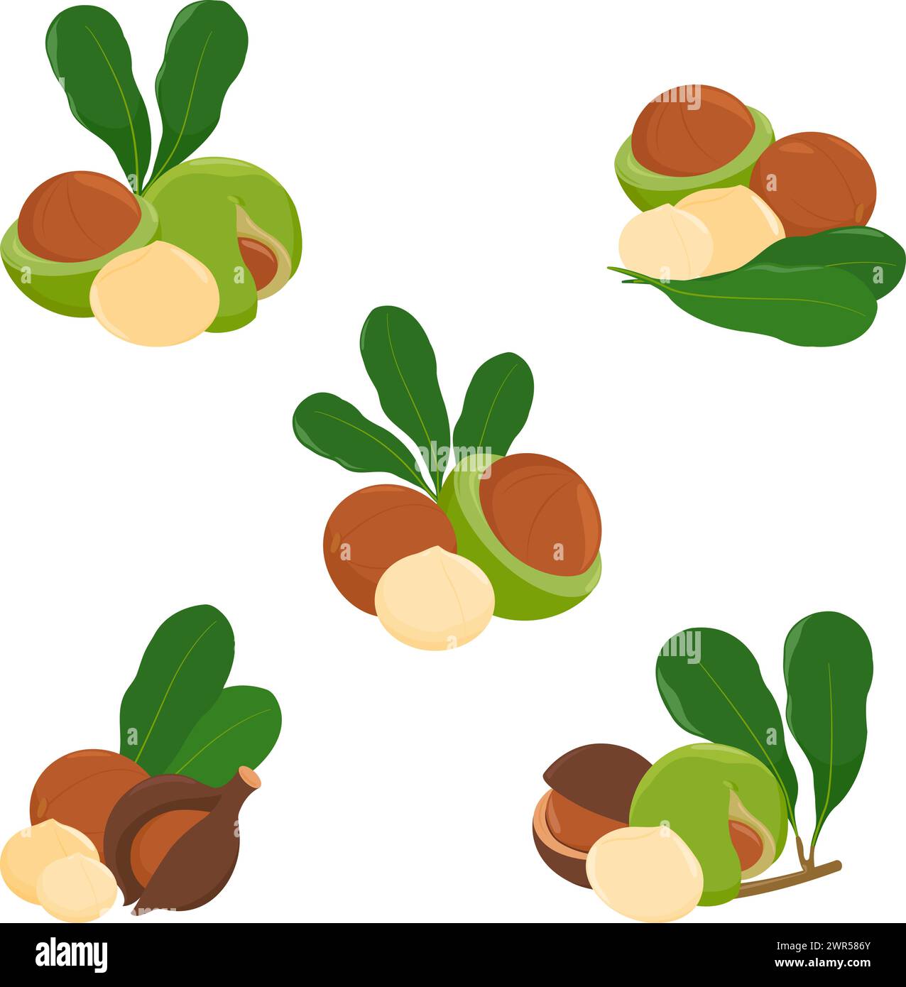 Macadamia nuts with leaves. Organic macadamia nuts collection ...