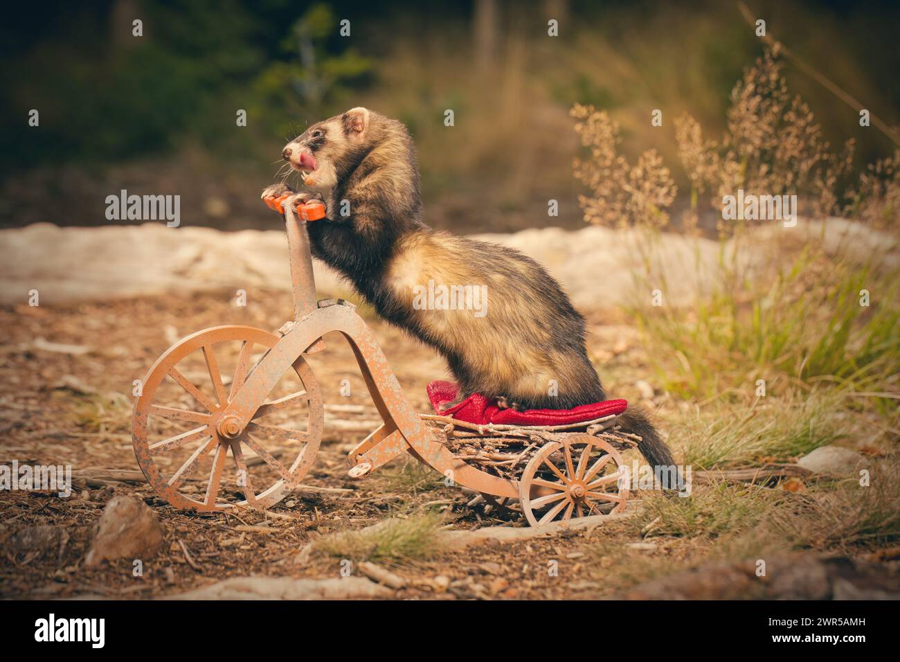 Dark standard color ferret riding a tricycle on forest way location ...