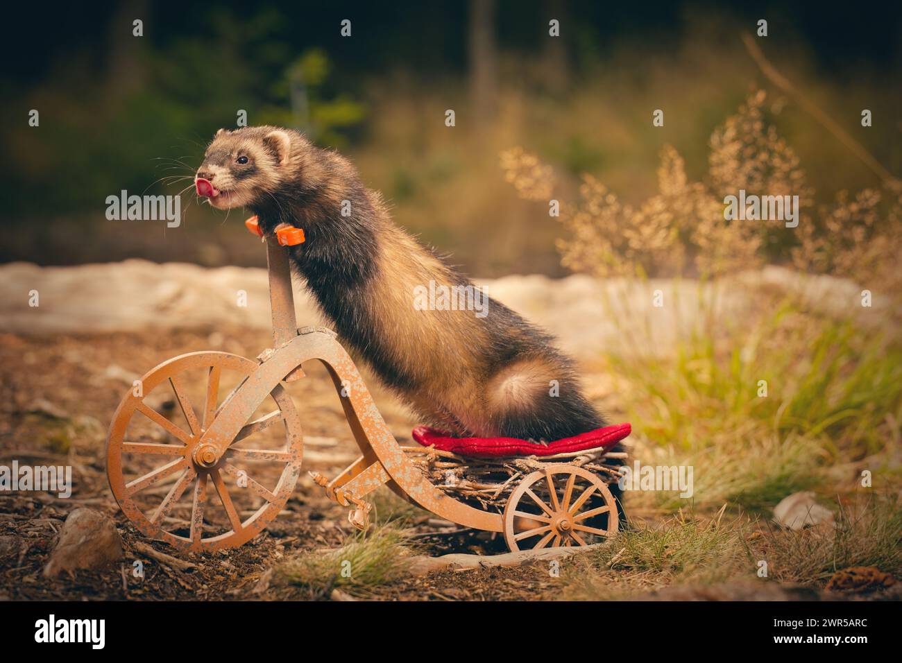 Dark standard color ferret riding a tricycle on forest way location ...