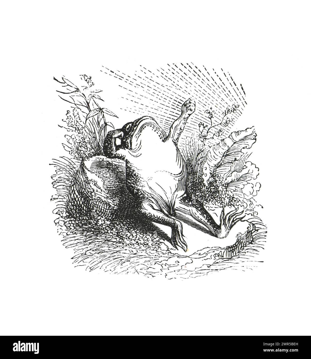 Anthropomorphic animals. humanized frog or toad. laying in the sun ...