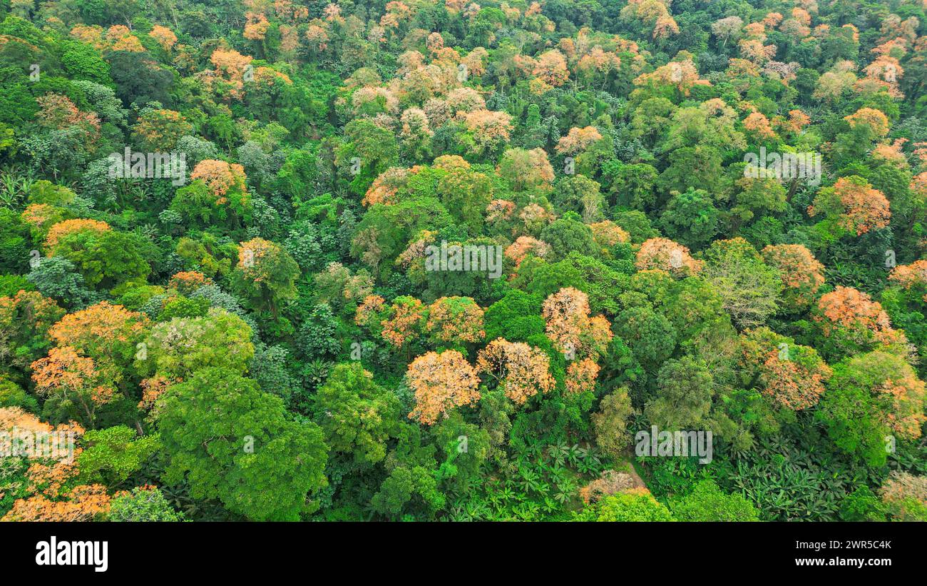 An aerial view of Principe Island, Ilha do Principe, with lush forests ...