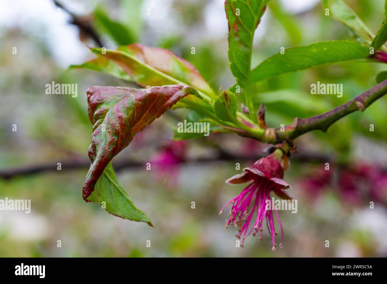 Sick leaves hi-res stock photography and images - Alamy