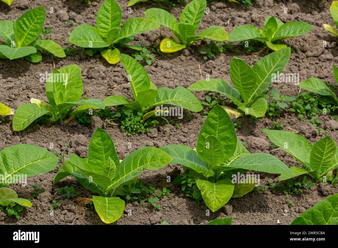 Agricultural tobacco field. Fresh natural young tobacco plants in ...