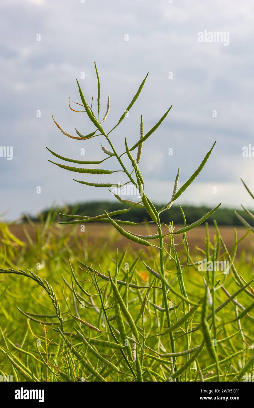 Rapeseed seed pods, close up Stems of rapeseed, Green Rapeseed field ...