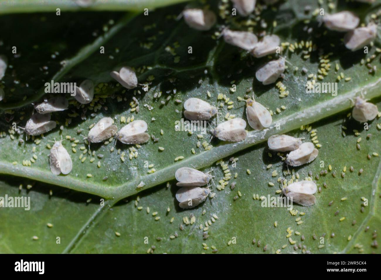 Underside of plants leaves with pest Cabbage Whitefly Aleyrodes ...