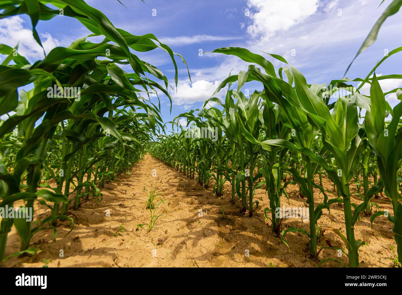 Field young corn plantation hi-res stock photography and images - Alamy
