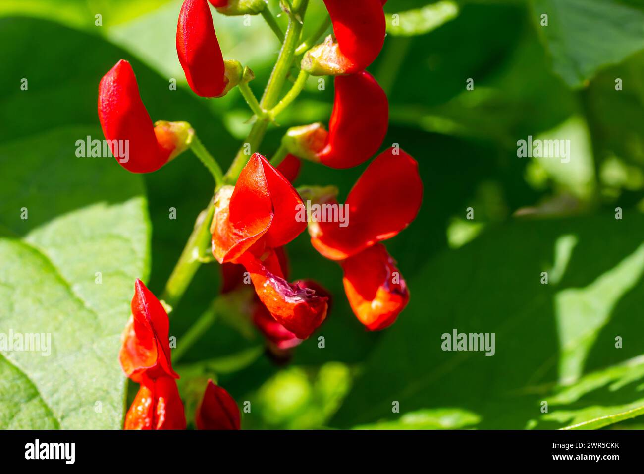 Beautiful flowers of Runner Bean Plant Phaseolus coccineus growing in ...