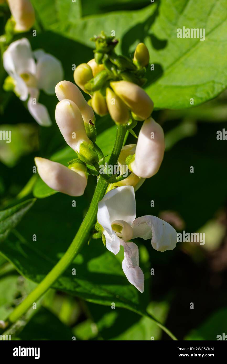 Plants of the kidney bean with flowers and young ripening pods on a ...