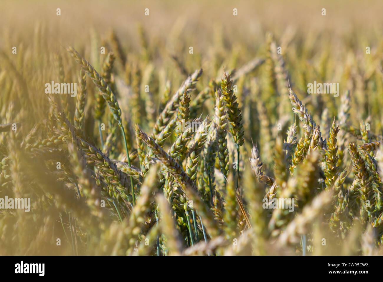 Rye plant hi-res stock photography and images - Alamy