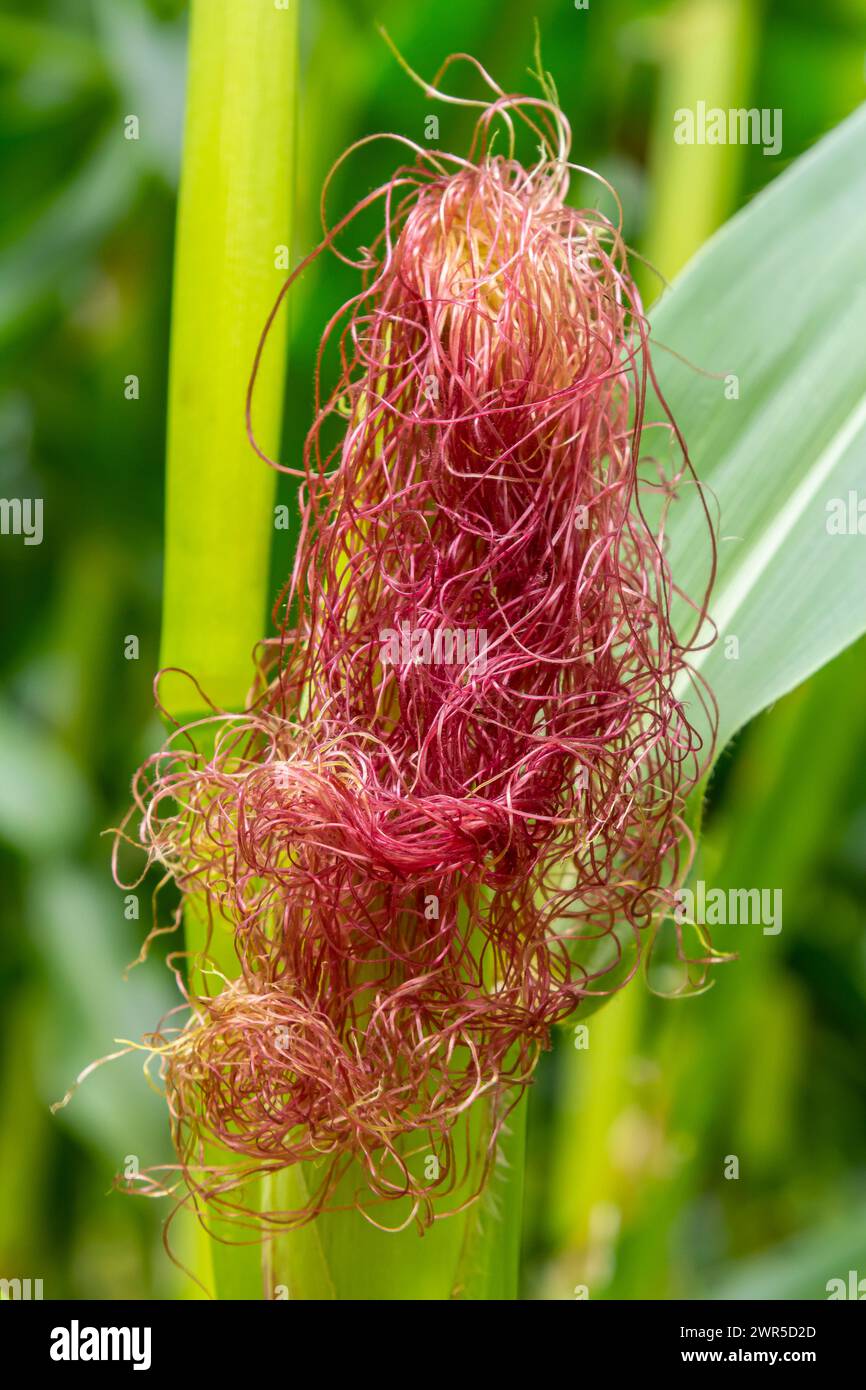 Corn field close up. Selective focus. Green Maize Corn Field Plantation ...