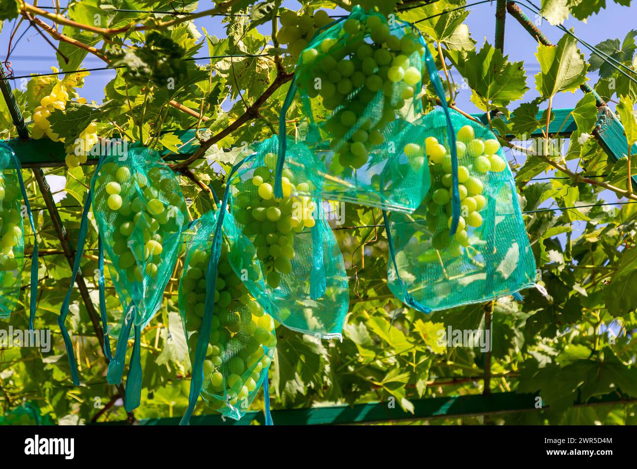 fresh bunch of white grapes on the field Stock Photo - Alamy