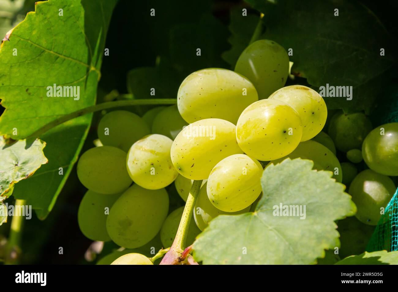 White grapevine hi-res stock photography and images - Alamy