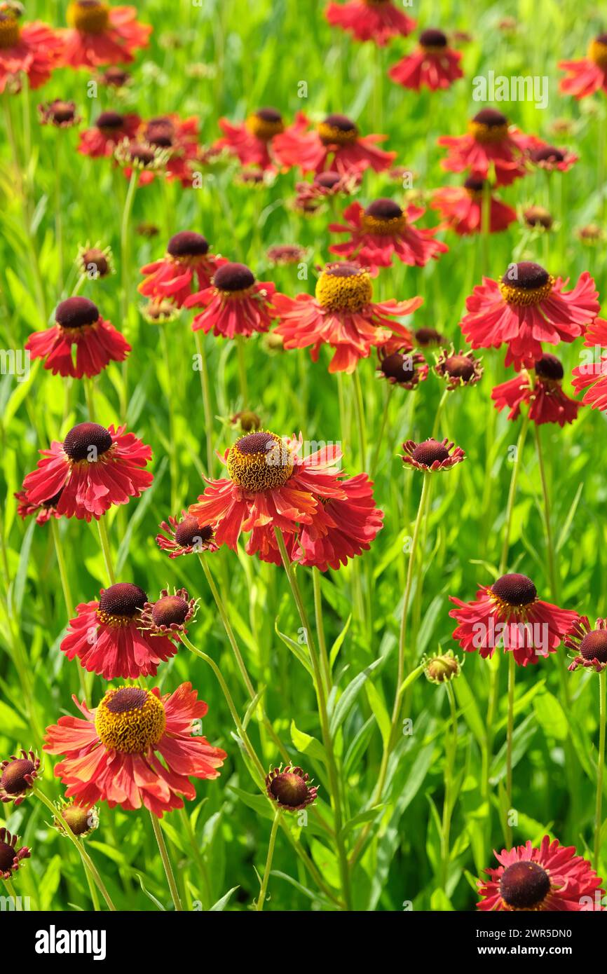 Helenium Moerheim Beauty, sneezeweed Moerheim Beauty, dark-centred ...